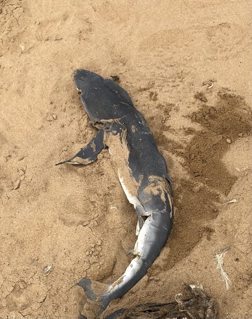 Blue Shark from Pacific Ocean, Departamento de Tacna, PE on March 18 ...