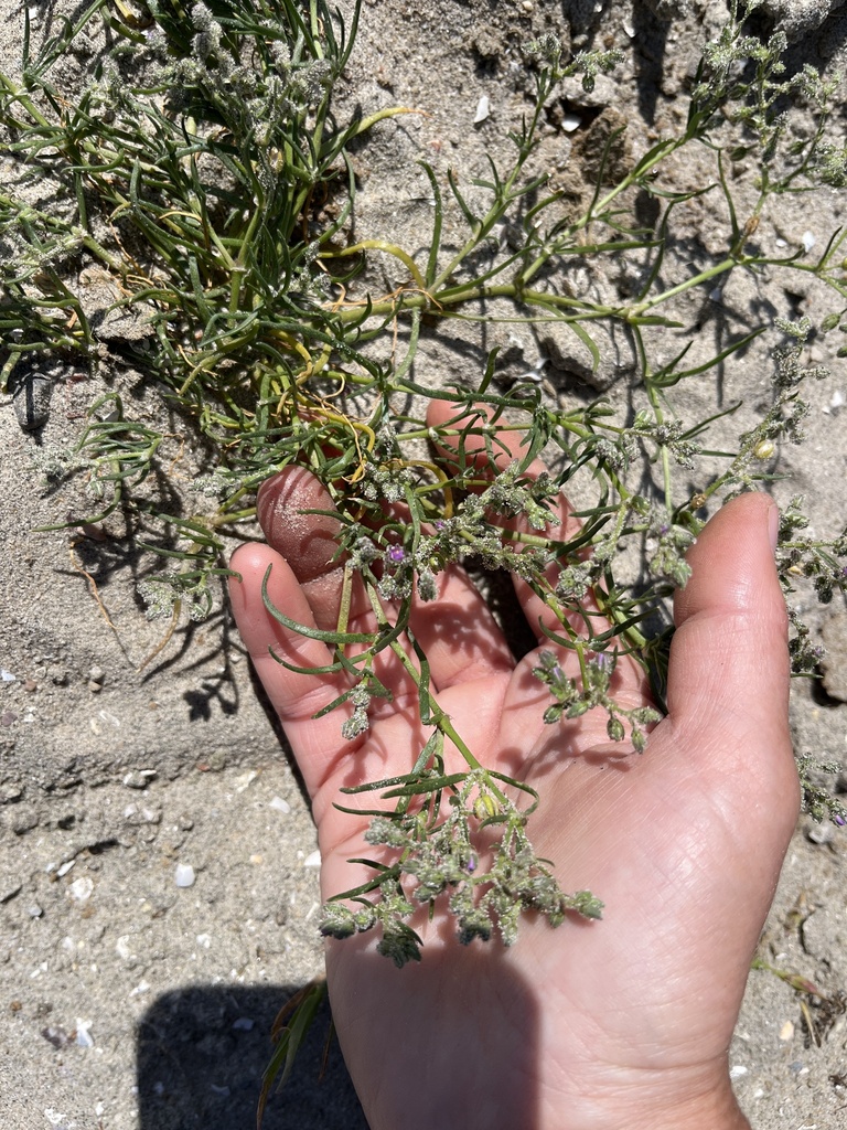 Sticky Sand-Spurrey from Mission Bay Park, San Diego, CA, US on March ...