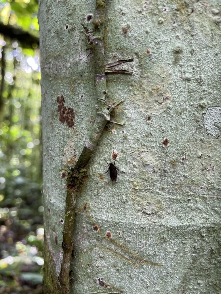 Insects from Archidona, Napo, EC on March 19, 2024 at 10:16 AM by zoe ...