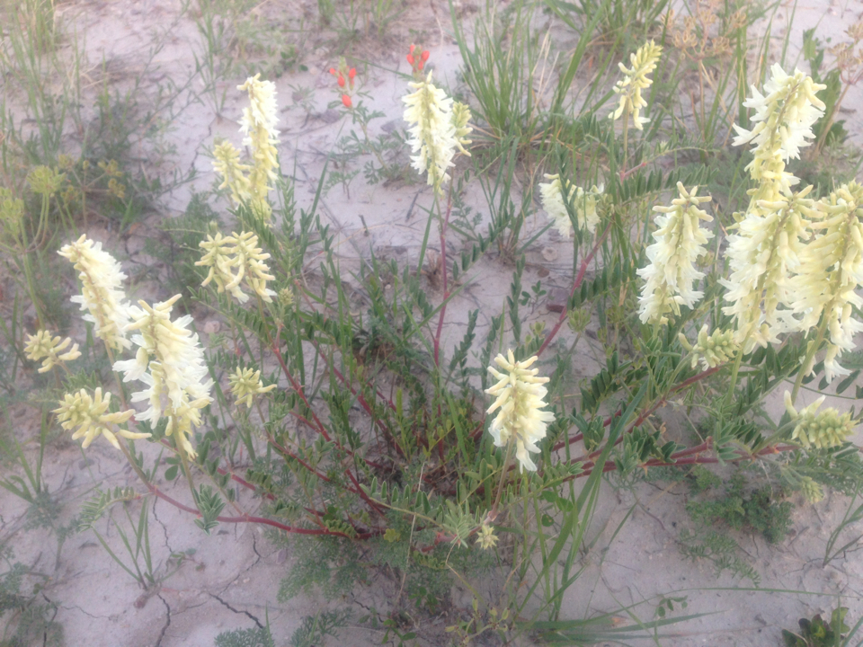 Pȟežúta Ská Hú (The Stem is White Medicine [Poison]), Šuŋkléža Hú ...