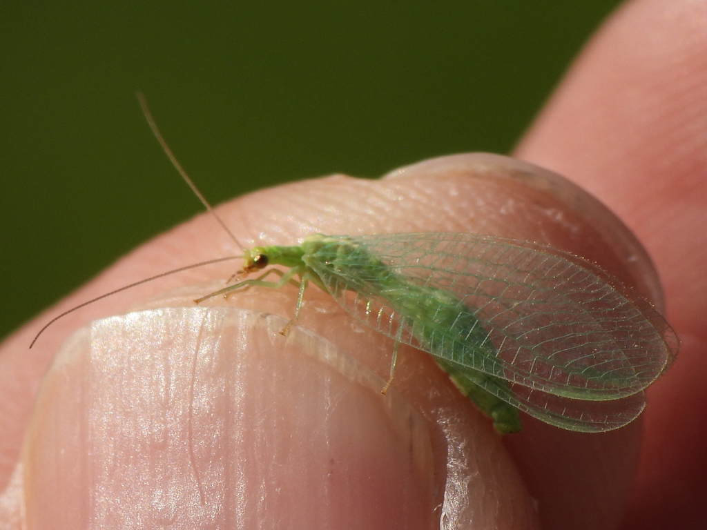 common green lacewings from West Dallas, Dallas, TX, USA on March 19 ...
