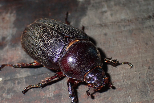 Heterogomphus coriaceus · iNaturalist