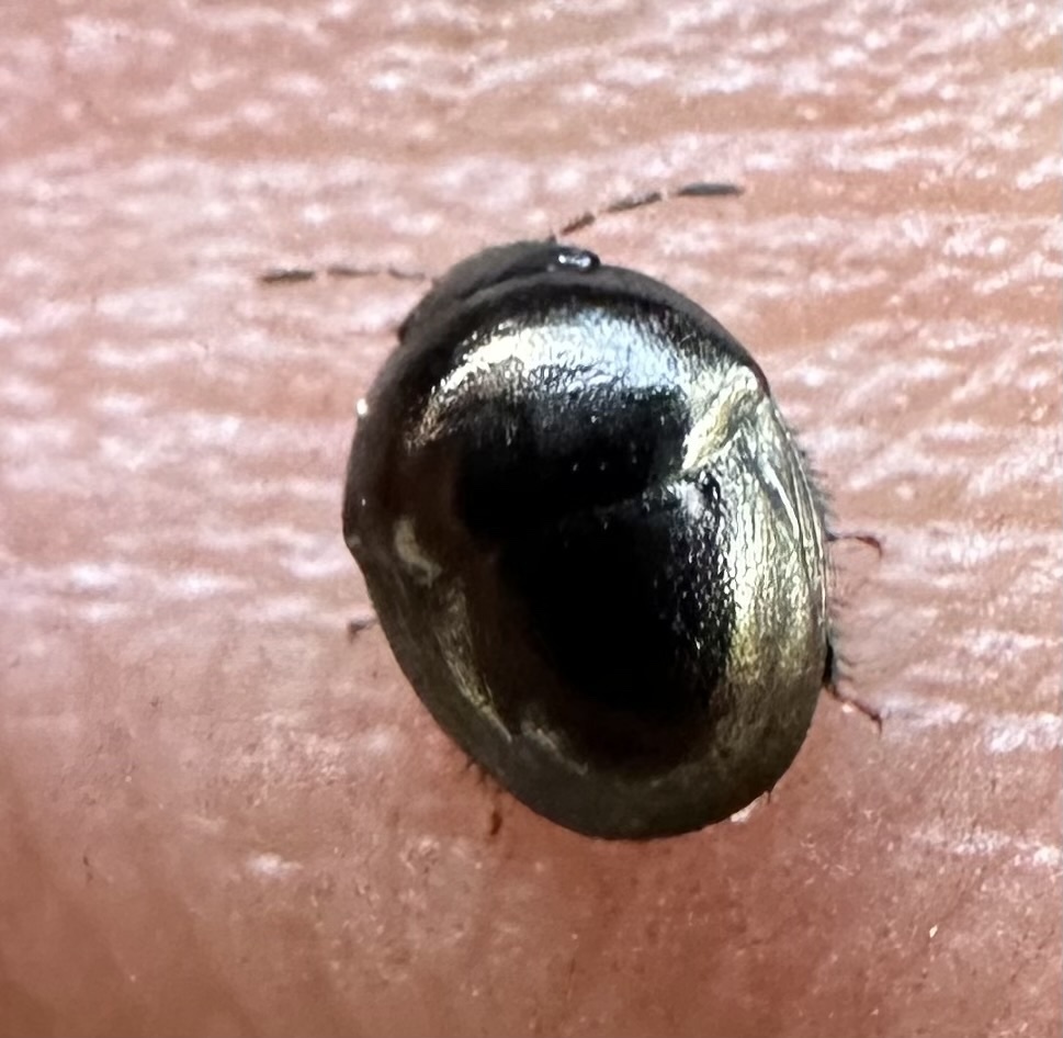 Galgupha in March 2024 by Nikhil Reddy · iNaturalist