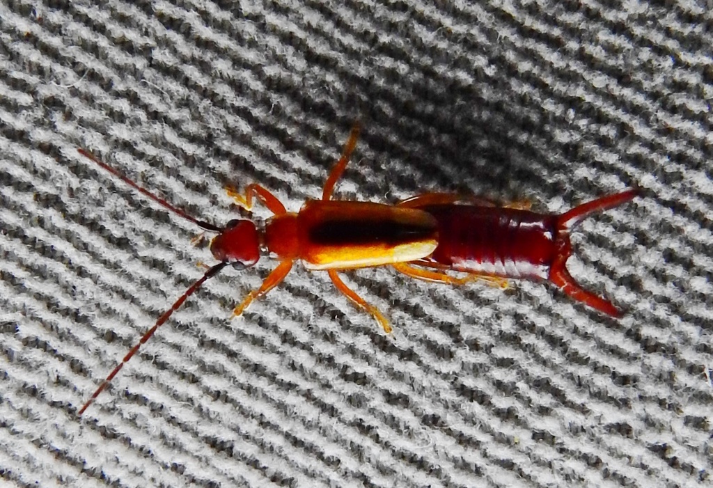 Doru lineare from Florestal, Lajeado - RS, Brasil on March 19, 2024 at ...