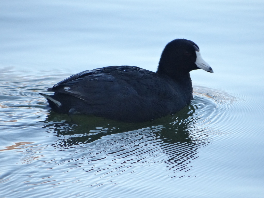 American Coot from Santa María del Oro, Nay., México on March 17, 2024 ...