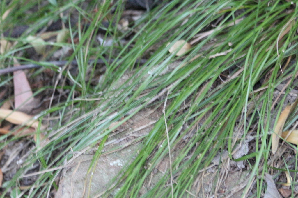 Forest Sedge from West Rand District Municipality, South Africa on ...
