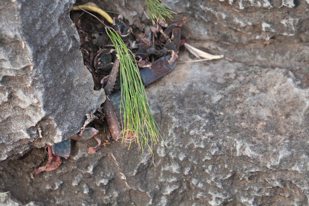 Fine African Squill from West Rand District Municipality, South Africa ...