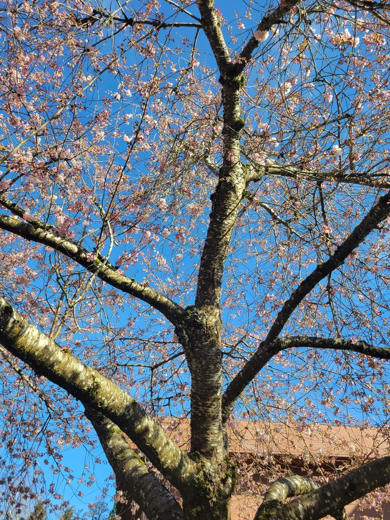 Japanese Cherry from Central Area, Salem, OR, USA on March 14, 2024 at ...