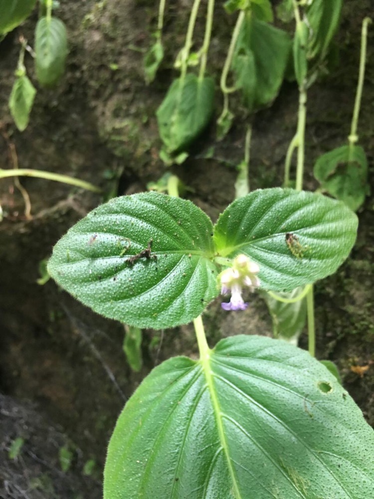 Epithema ceylanicum from Udadumbara, LK-KY, LK on April 25, 2019 at 05: ...