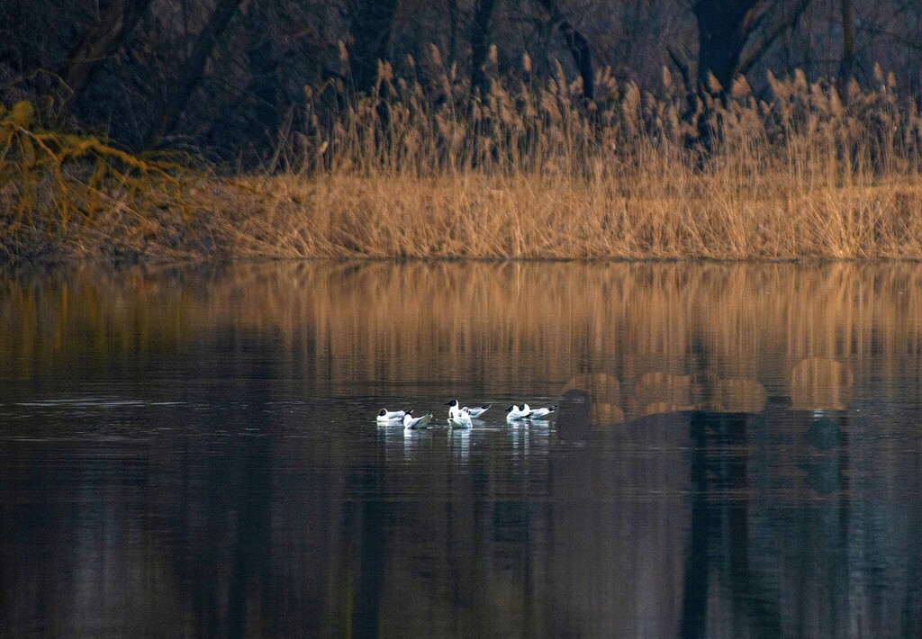 Black-headed Gull from Сеймский административный округ, Курск, Курская ...
