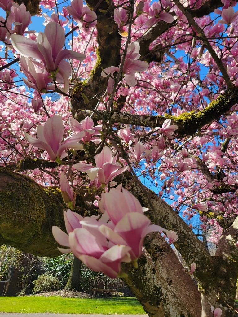 magnolias from Central Area, Salem, OR, USA on March 16, 2024 at 01:20 ...