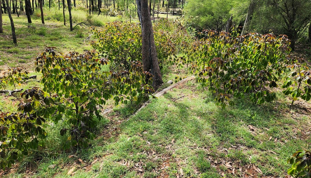 Bellyache Bush from Rubyvale QLD, Australia on March 12, 2024 at 01:44 ...