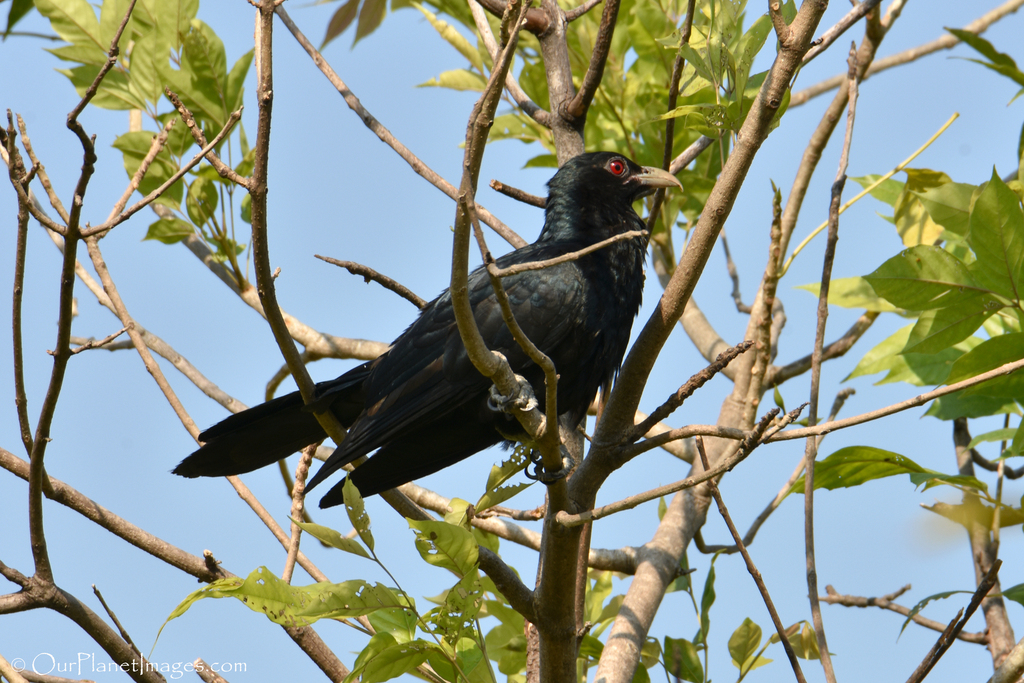 Asian Koel from Benchakitti Park, Thanon Ratchadaphisek, Khwaeng Khlong ...