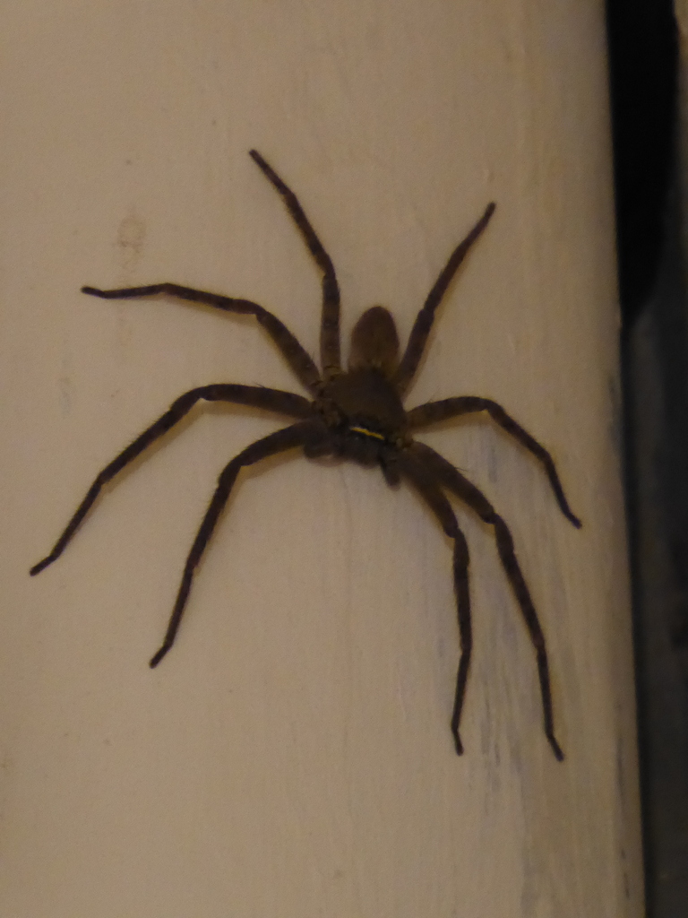 Pantropical Huntsman Spider from Mu Si, Pak Chong District, Nakhon ...
