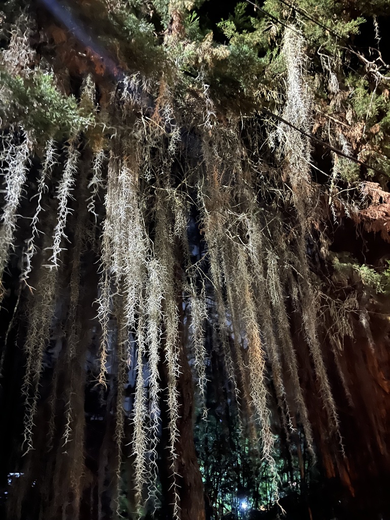 Spanish moss from Calle 20C Sur, Medellín, Antioquia, CO on March 8 ...