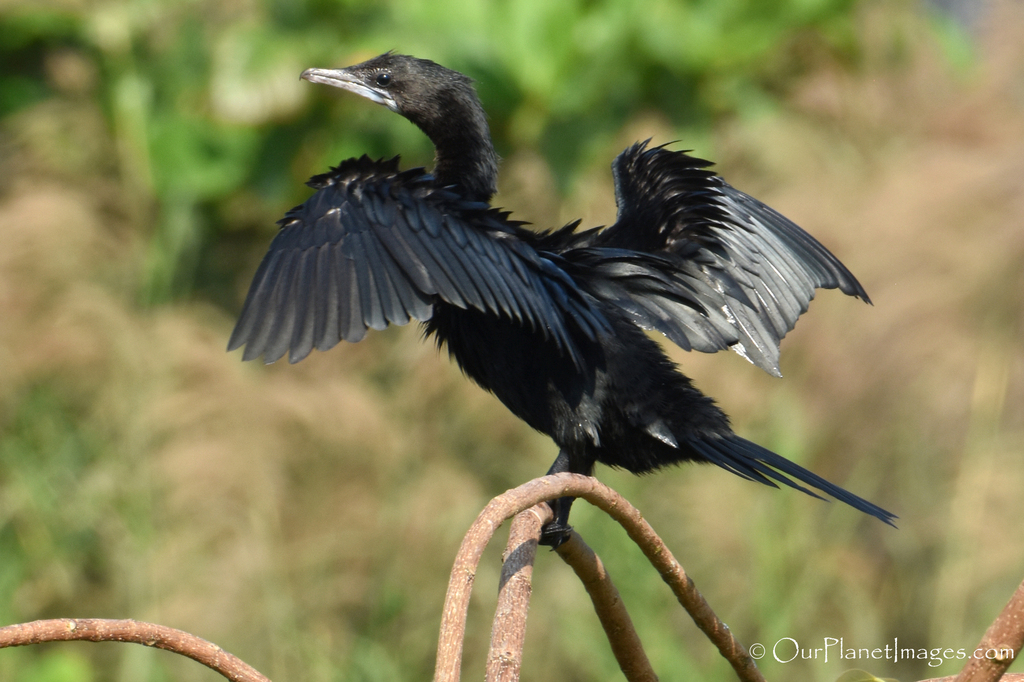 Little Cormorant from Benchakitti Park, Thanon Ratchadaphisek, Khwaeng ...