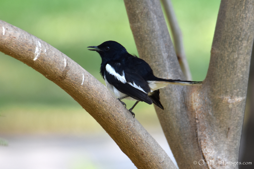 Oriental Magpie-Robin from Benchakitti Park, Thanon Ratchadaphisek ...