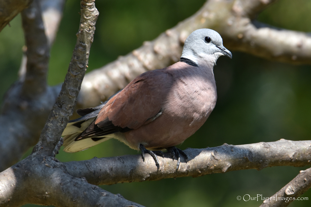 Red Collared-Dove from Benchakitti Park, Thanon Ratchadaphisek, Khwaeng ...