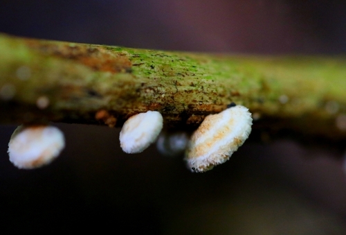 Chaetocalathus cheelii · iNaturalist