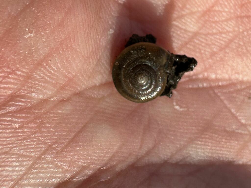Perforate Dome Snail from Jackson, Mississippi, United States on March ...