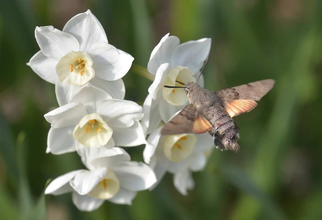 Eurasian Hummingbird Hawkmoth from Nishi Ward, Fukuoka, Japan on March ...