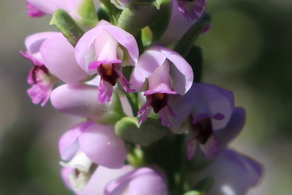 tortoise berry (Trees of the Cape Peninsula) · BioDiversity4All