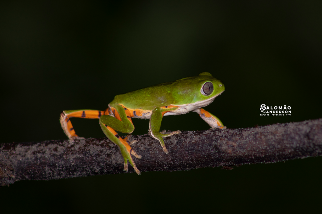 Pithecopus gonzagai from Buriti dos Montes - PI, Brasil on March 15 ...