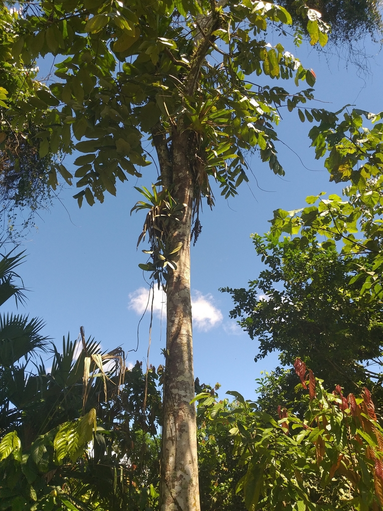 Mocambo tree from Unnamed Road, Ecuador on April 26, 2019 at 11:09 AM ...