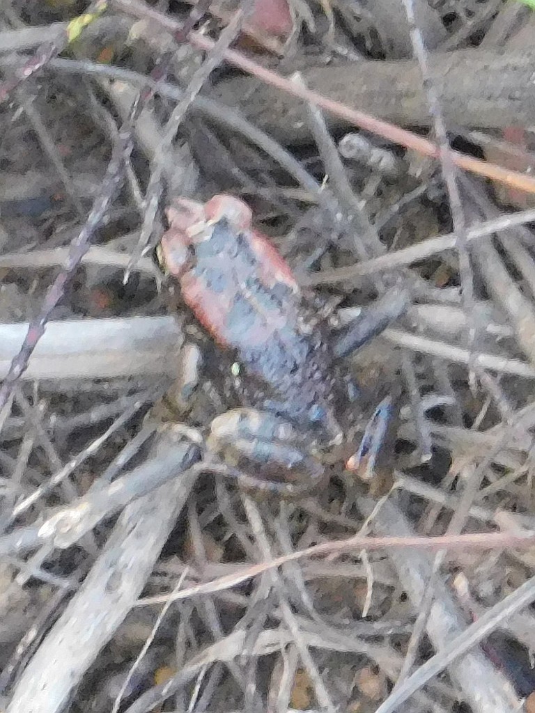 Raucous Toad from Greyton, 7233, South Africa on April 25, 2019 at 08: ...