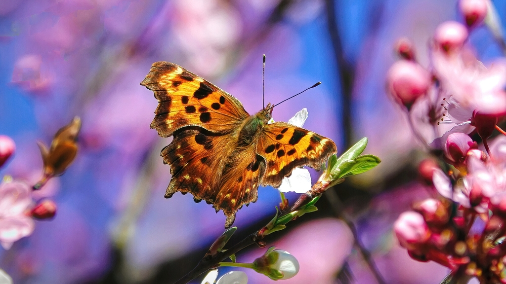 Green Comma from Cassidy, BC, Canada on March 18, 2024 at 01:21 PM by ...