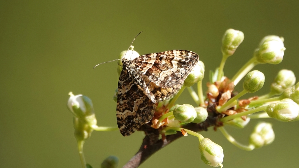 Orange-winged Carpet from Cassidy, BC, Canada on March 18, 2024 at 01: ...