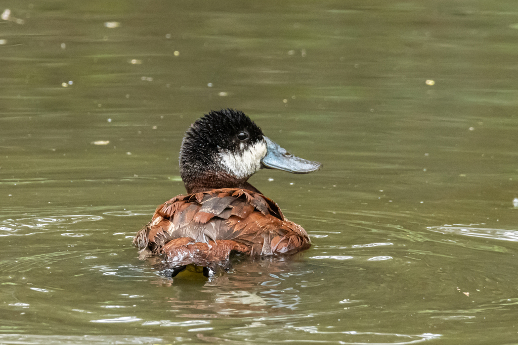 Stiff-tailed Ducks from Suba, Bogotá, Colombia on March 9, 2024 at 09: ...