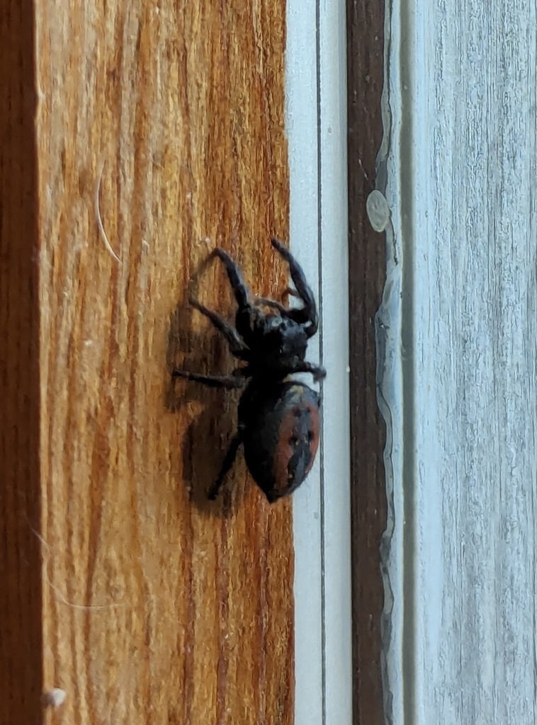 Johnson's Jumping Spider from Duvall, WA 98019, USA on March 19, 2024 ...