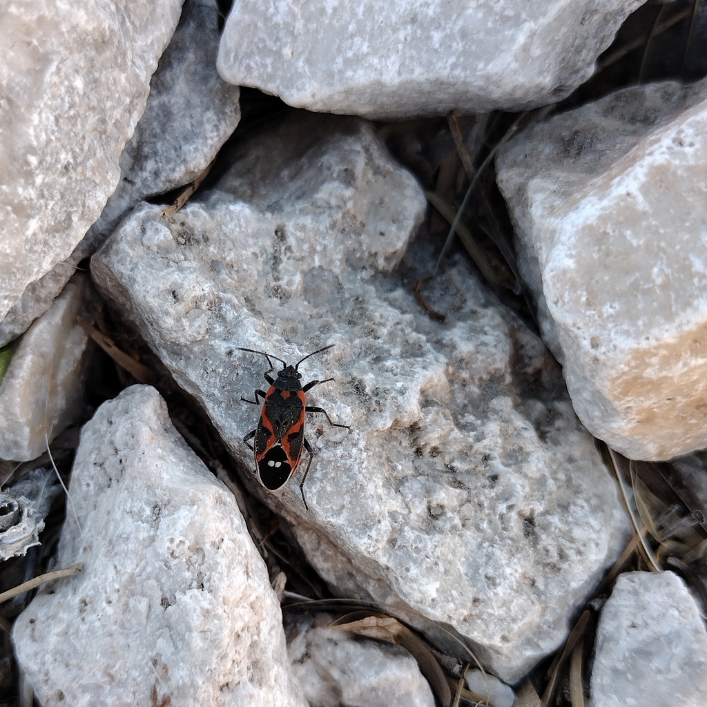 Winged and Once-winged Insects from Las Vegas, NV 89121, USA on March 6 ...
