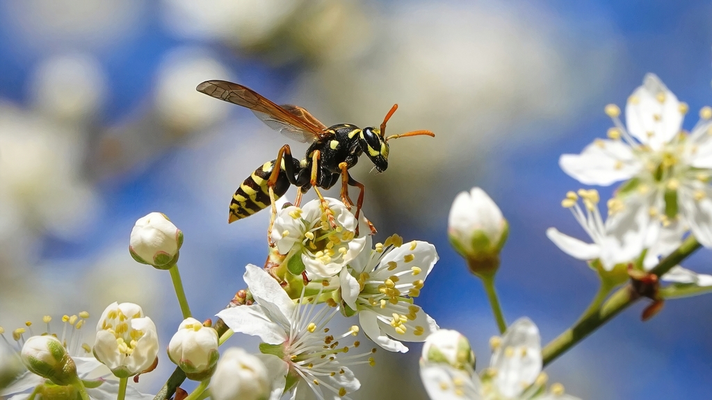 European Paper Wasp from Cassidy, BC, Canada on March 19, 2024 at 11:53 ...