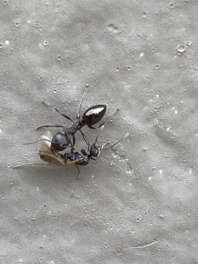 Notoncus ectatommoides from Burraneer Rd, Coomba Park, NSW, AU on March ...