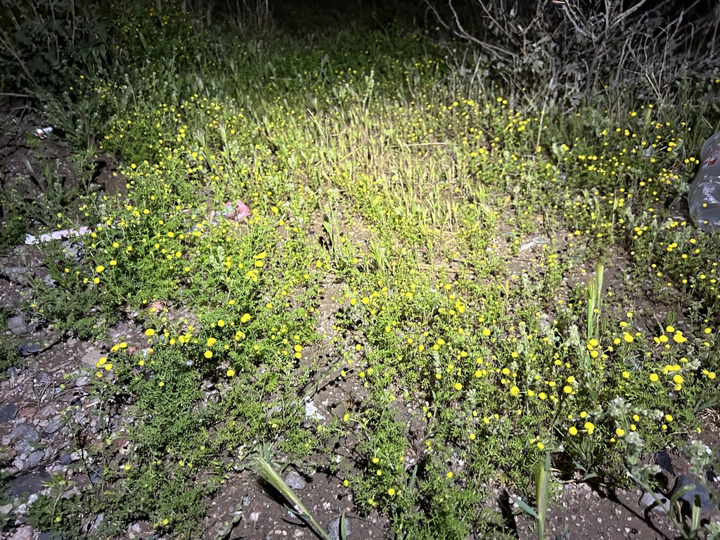 stinknet from Tonto National Forest, Fort McDowell, AZ, US on March 18 ...