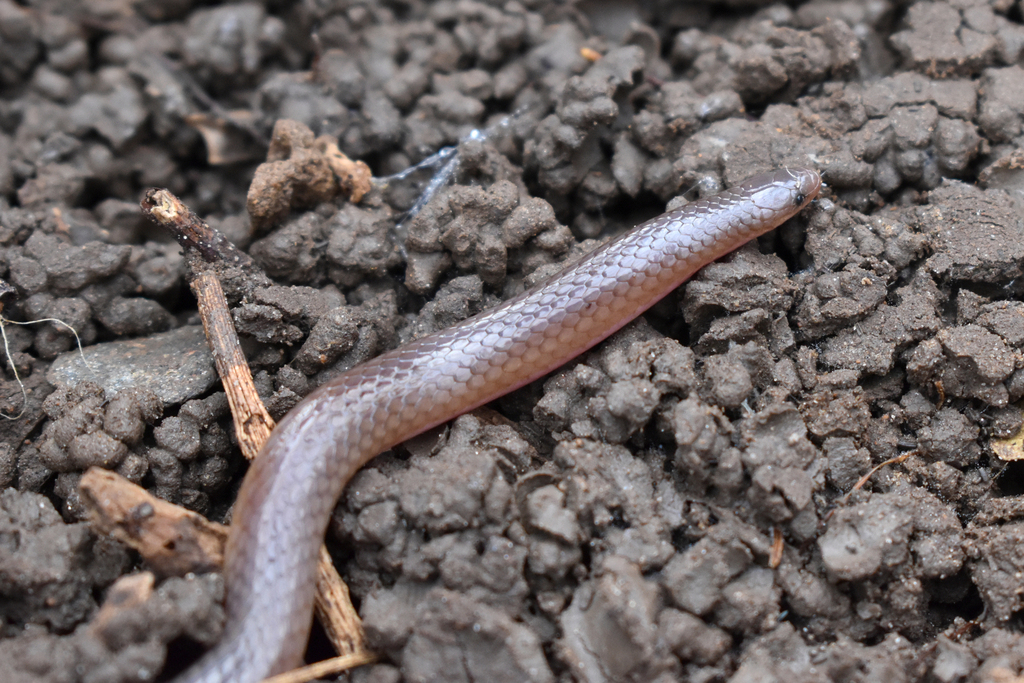 Eastern Worm Snake from GGC on March 18, 2024 at 10:26 AM by Chris ...