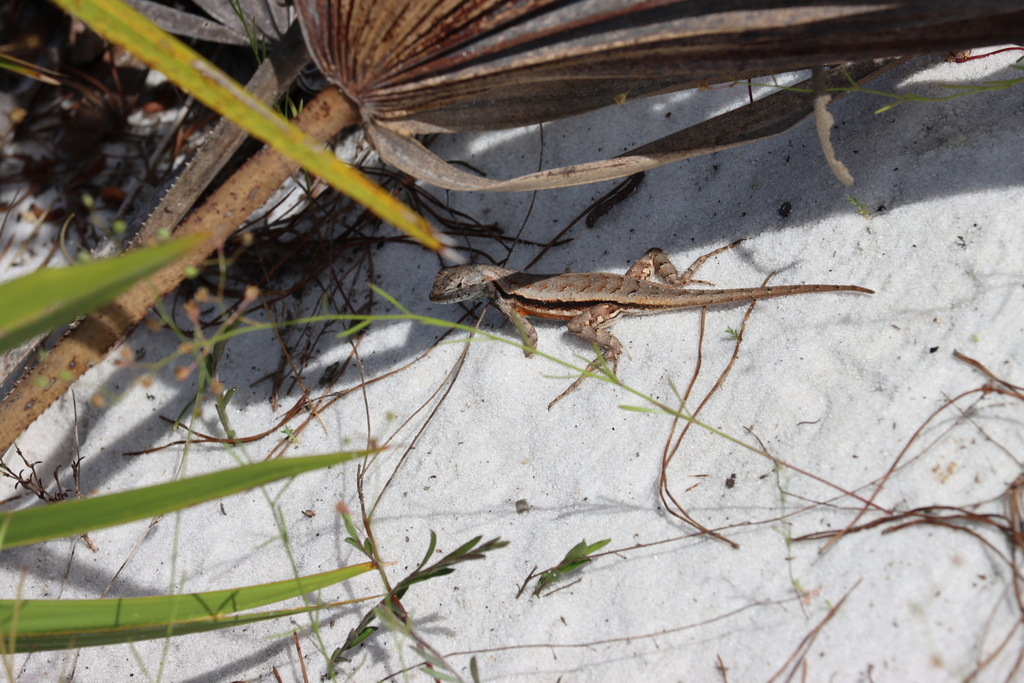 Florida Scrub Lizard in March 2024 by LW Ridge · iNaturalist