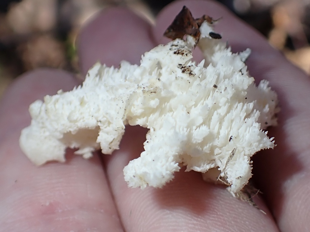 Coral tooth fungus from Campo Rd, Campo, CA, US on March 18, 2024 at 09 ...