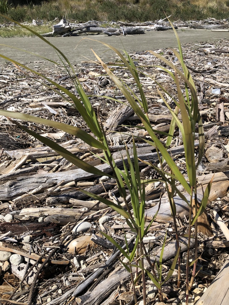 Tall Reed from Ōtaki, New Zealand on February 28, 2022 at 12:33 PM by ...