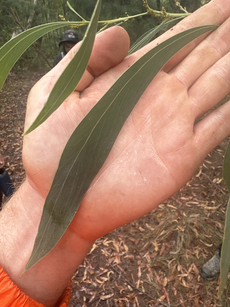 sickle wattle from Berowra Valley National Park, Cherrybrook, NSW, AU ...