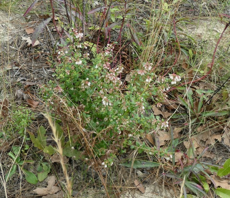 Shiny blueberry from Florida, Citrus, Withlacoochee State Forest ...