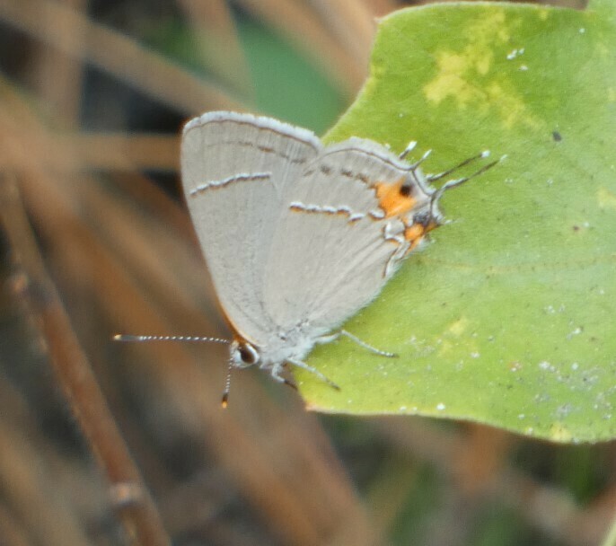 Gray Hairstreak from Florida, Citrus, Withlacoochee State Forest ...