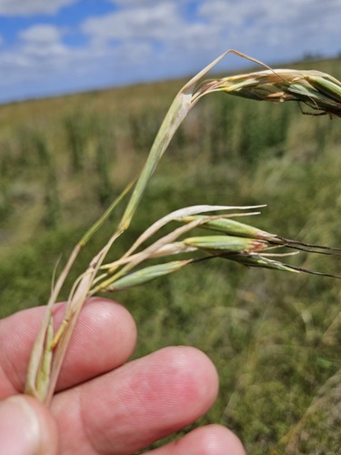 Themeda avenacea · iNaturalist Ecuador