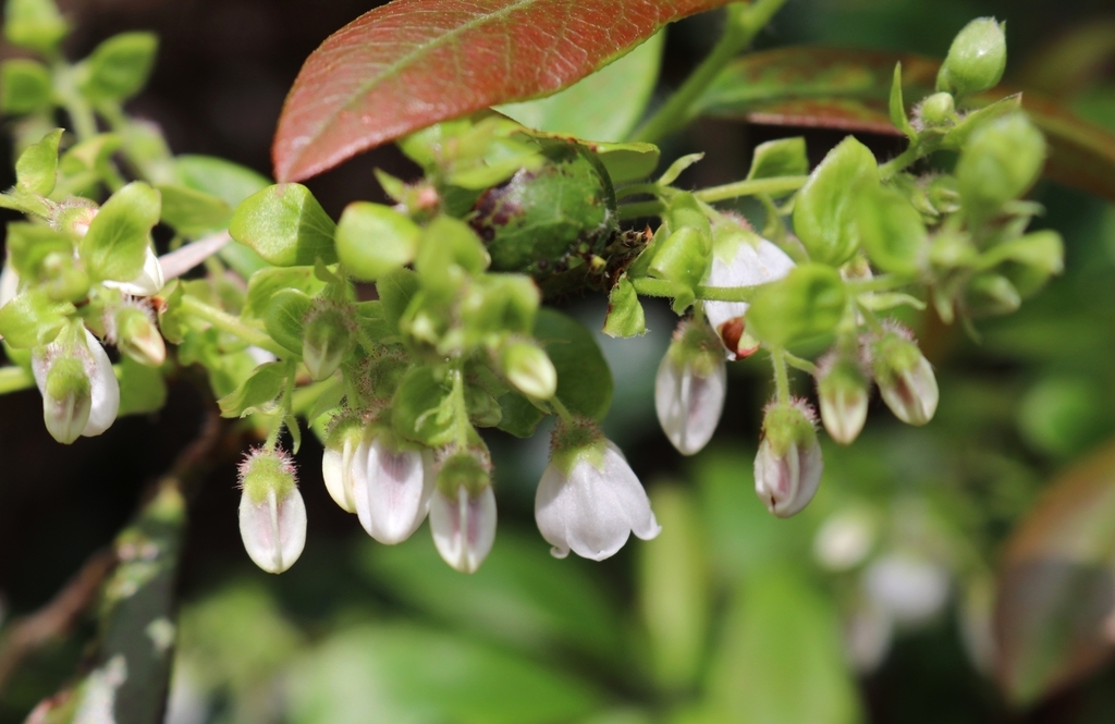 Woolly huckleberry from Cotton Bayou Trail, Orange Beach, AL 36561, USA ...