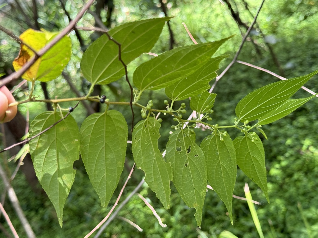 Nettle Tree from Brisbane QLD, Australia on March 19, 2024 at 11:09 AM ...
