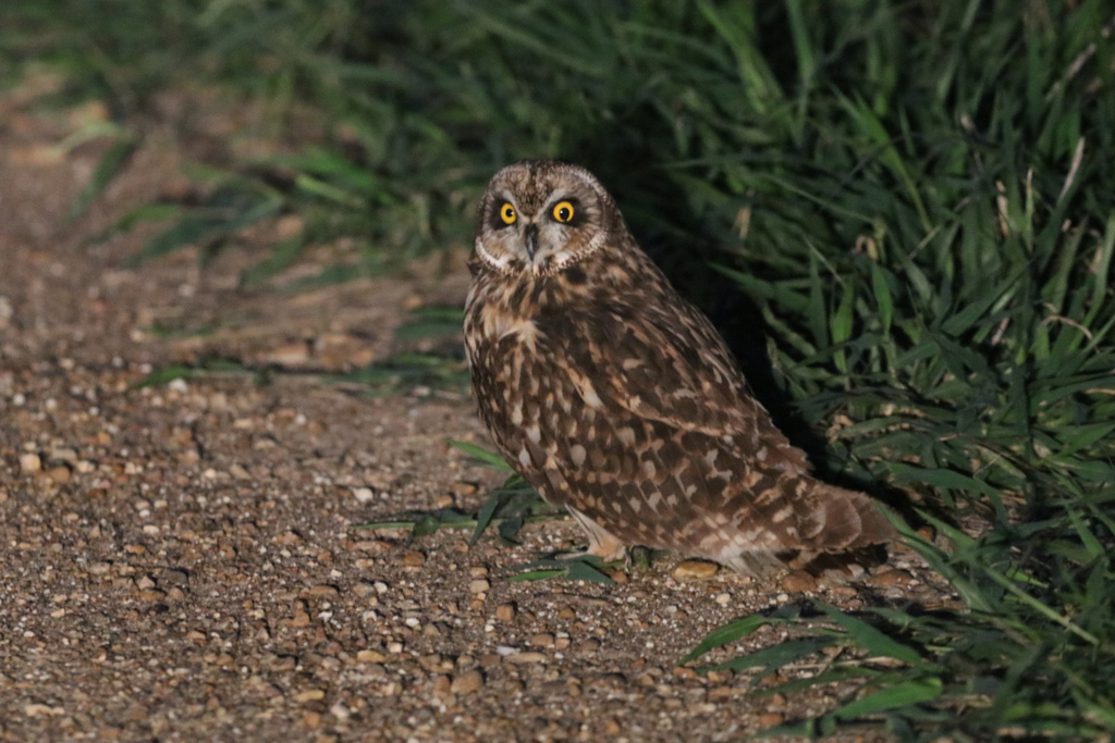 Short-eared Owl from Cotulla, TX, US on March 19, 2024 at 07:52 PM by ...