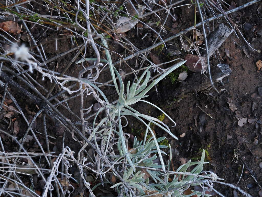 Fragrant Everlasting from San Diego County, CA, USA on March 19, 2024 ...