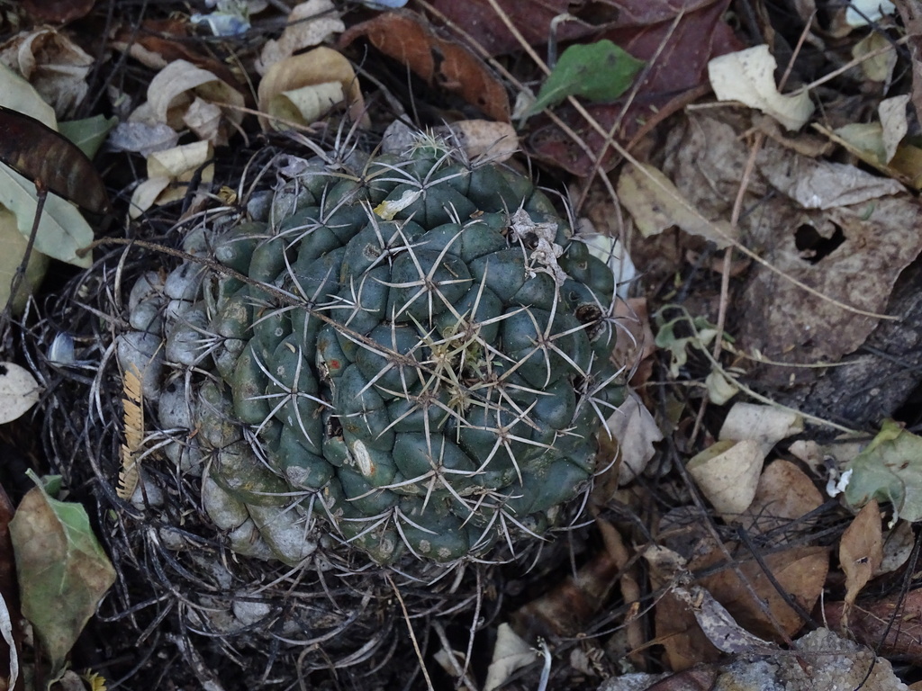 Coryphantha elephantidens in January 2024 by Anayeli Guzmán Enríquez ...